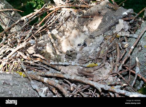 The Nest Of The Black Kite In Nature Milvus Migrans Russia The