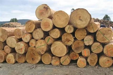 Uk Timber Wood Supplier Exporter White Knight Consulting Ltd