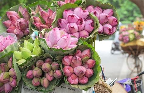 Ý Nghĩa Hoa Sen Biểu Tượng Văn Hóa Việt Nam Thiết Kế Thi Công Cảnh