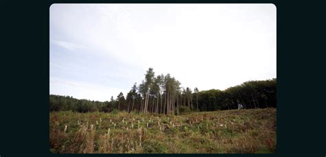 Types Of Carbon Offset Projects A Comprehensive Guide To Reducing Your