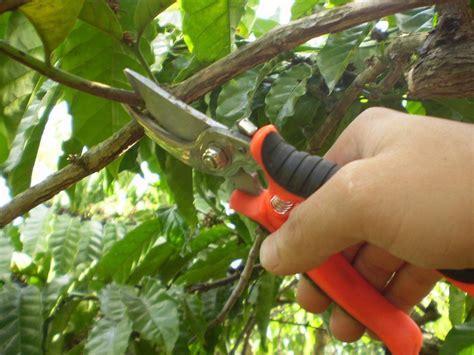 Как правильно подготовить деревья к зиме с помощью осенней обрезки