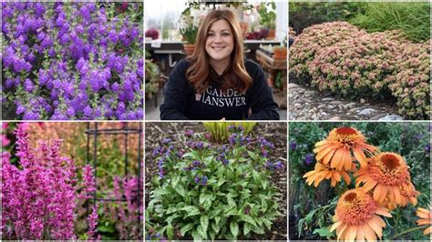 5 Must Have Perennials For Your Garden 🙌🌸🌿 Garden Answer