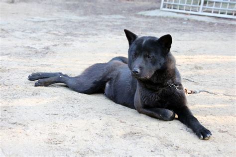 디즈니 하얀마음 백구 실사화 결정 유머 움짤 이슈 에펨코리아