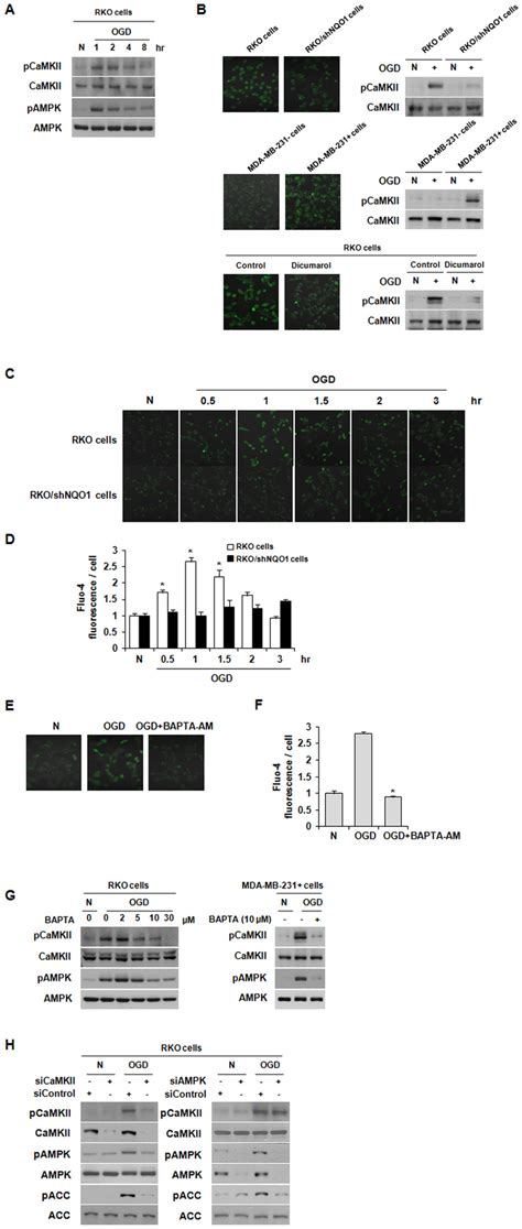 Nqo1 Activates The Camkii Ampk Pathway Under Ogd A Phosphorylation