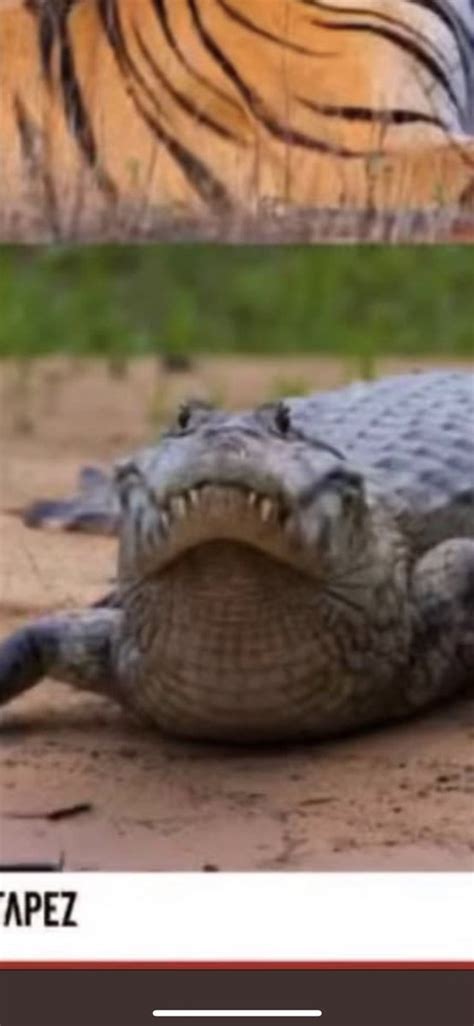Insane Clown Pussy On Twitter Who Did That Gators Mascara Because