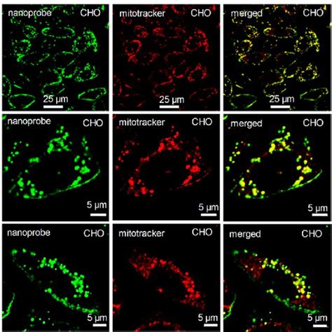 Evidence Of Mitochondria Targeting Of The Qd Nanoprobe In Cho Cells