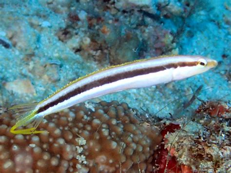 ベラギンポ 沖縄の魚図鑑