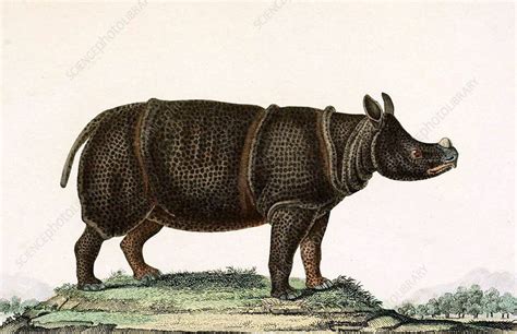 Javan Rhinoceros Illustration Stock Image C0275296 Science