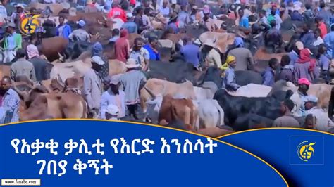 የአቃቂ ቃሊቲ የእርድ እንስሳት ገበያ ቅኝት Youtube