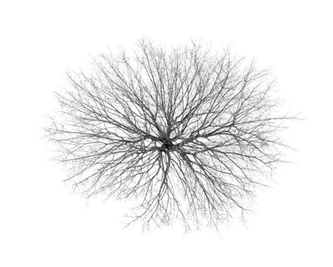 Top View Of A Tree With No Leaves