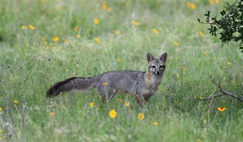 Urocyon Cinereoargenteus Common Gray Fox Us Forest Service Research