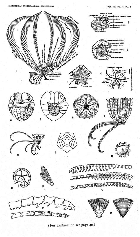 Sea Lily Anatomy