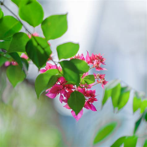 图片素材 绿色 粉 叶 厂 科 弹簧 植物学 开花植物 花瓣 植物茎 2832x2832 An Min