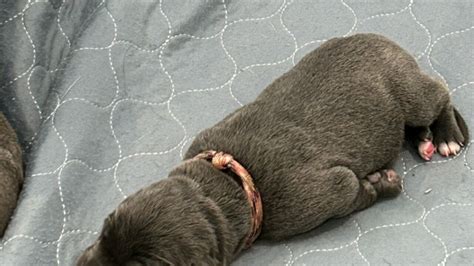 North Carolina Rescue Takes In Pregnant Great Dane Gives Birth To 15