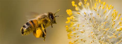 Bees Small Creatures With A Big Impact Wilo