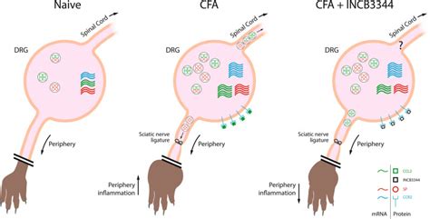 Mechanistic Insights Into The Role Of The Chemokine CCL CCR Axis In Dorsal Root Ganglia To