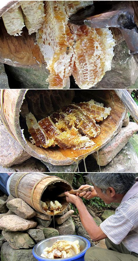 土蜂蜜桶 土蜂蜜 蜂蜜水 大山谷图库