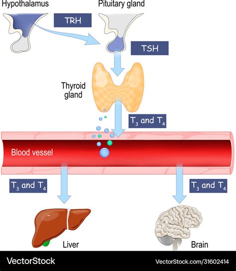 Regulatory Hormones