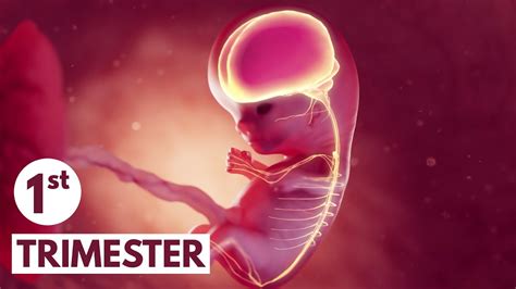 First Trimester 3D Animated Pregnancy Guide YouTube