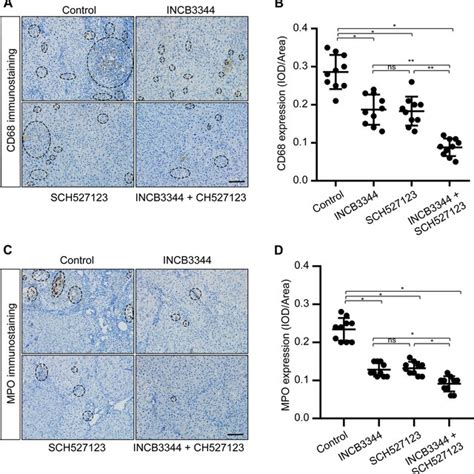 Ccr2 And Cxcr2 Antagonists Reduce The Recruitment Of Tams Tans In The Download Scientific