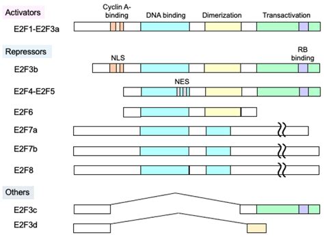 Cell Cycle Regulation By Cyclins And Cdks Each Stage Of The Cell Cycle Download Scientific
