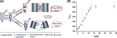 A Schematic Representation Of The Dna Hybridization Detection With Download Scientific