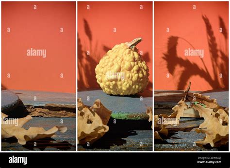 Color Matching Palette From Natural Autumn Decorations With Yellow