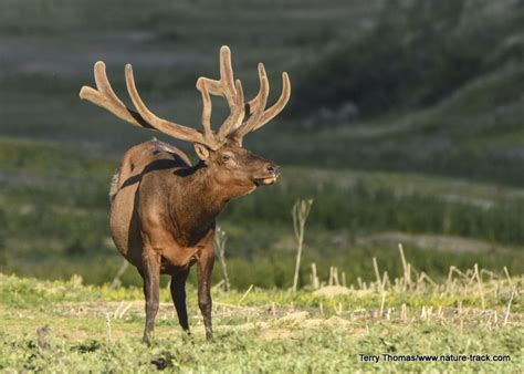 Elk Antlers Explained At Bethany Knibbs Blog