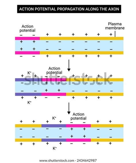 10 Action Potential Propagation Along Axon Stock Vector Royalty Free 2434642987 Shutterstock