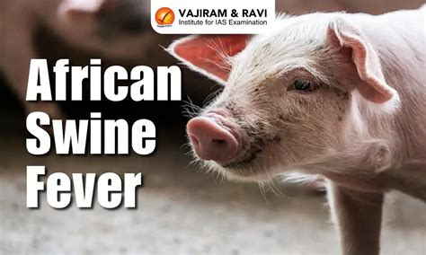 African Swine Fever Asf Causes Symptoms Treatment Latest News