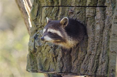 Free Images Wildlife Zoo Mammal Fauna Raccoon Vertebrate