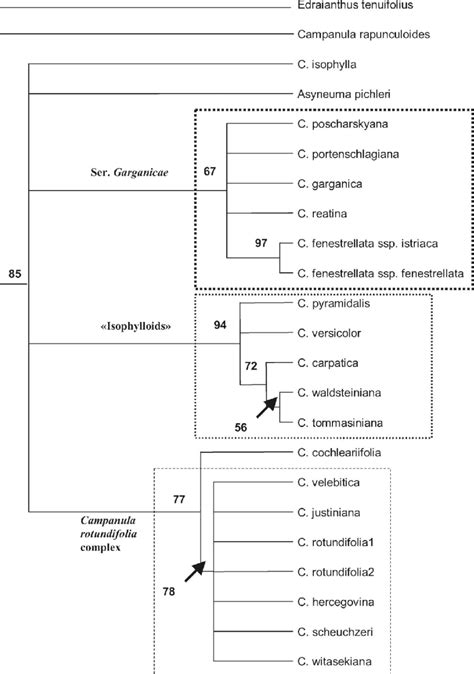 strict consensus of the 27 most parsimonious trees bootstrap support