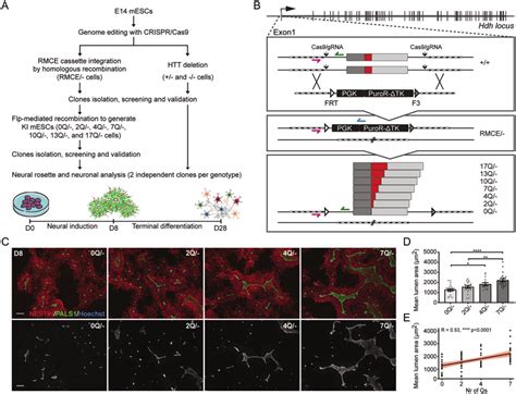 Polyq Tract Impacts The Formation Of Neural Structures A Pipeline For