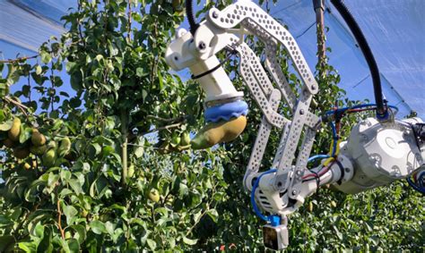 Unique Interplay Between Plant Knowledge And Robotics For Innovations In Precision Fruit