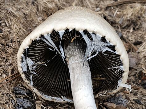 California Fungi Panaeolus Semiovatus