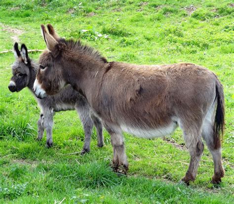 Les ânnesses Les Minis ânes Derivery