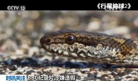 Bbc纪录片被曝涉嫌造假：两个镜头“缝合”而成 Ottawazine News