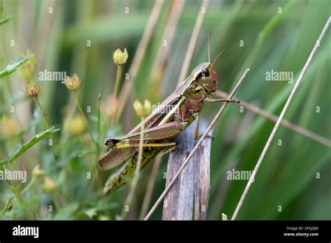 Large Marsh Grasshopper Stethophyma Grossum Sitting On Blade Of