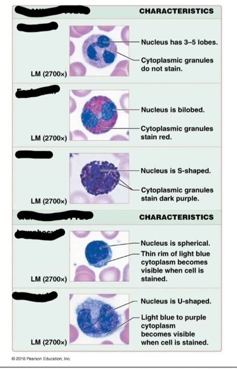 Types Of Leukocytes