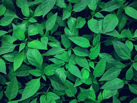 Vert Vers And Ver Fast French