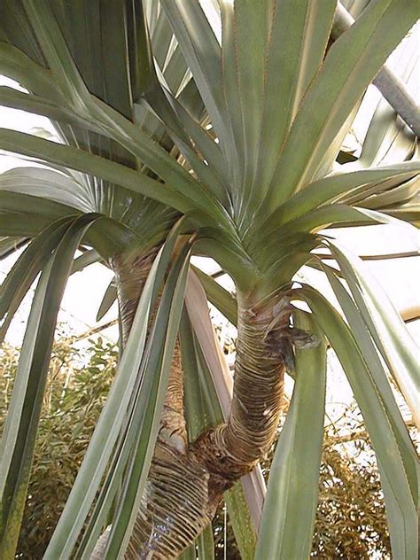 Pandanus Utilis Plant At Ann Burkett Blog