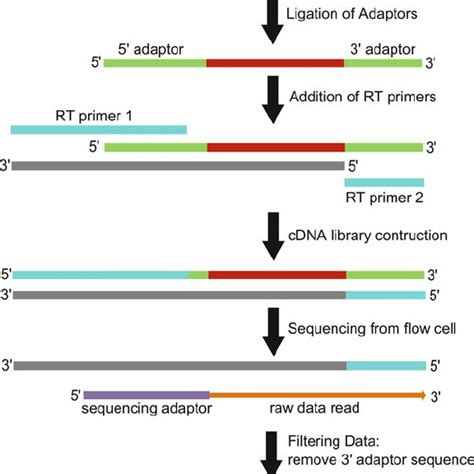 An Overall Work Fl Ow Designed To Process Mirna Deep Sequencing Data Download Scientific