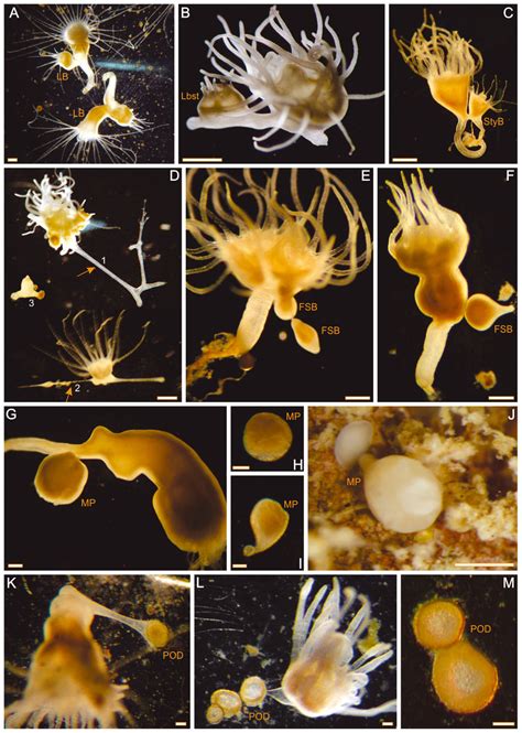Scyphozoa Aurelia