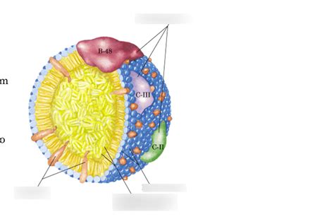 Lipoprotein Particle Structure Diagram Quizlet