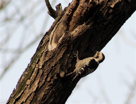 Grey Capped Pygmy Woodpecker Birds And Wildlife