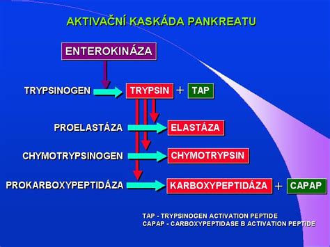 Trypsin Wikilectures