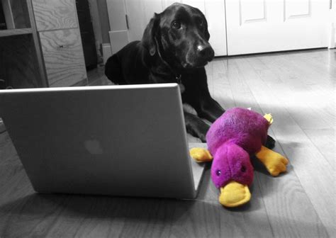 Barney And Violet At Bbr Marketing