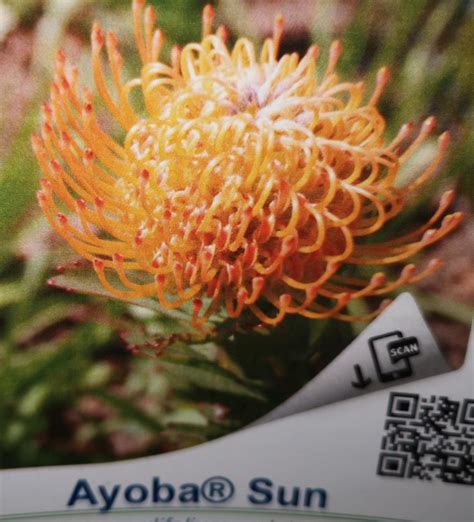 Leucospermum Ayoba Sun