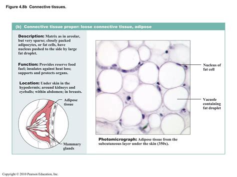 Ex 6a Connectivetissues Ppt