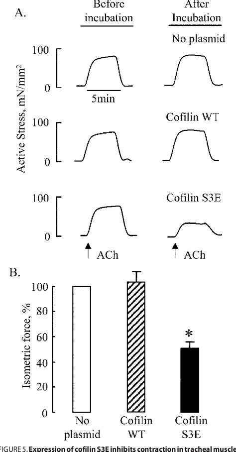 Figure 5 From Actin Depolymerization Factorcofilin Activation Regulates Actin Polymerization